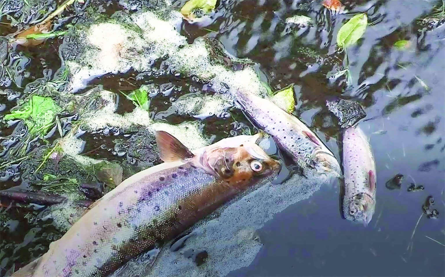 Department reveals new lead as local frustration grows over a lack of ...